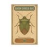 Green Shield Bug Vintage Poster – The Natural Universe Collective